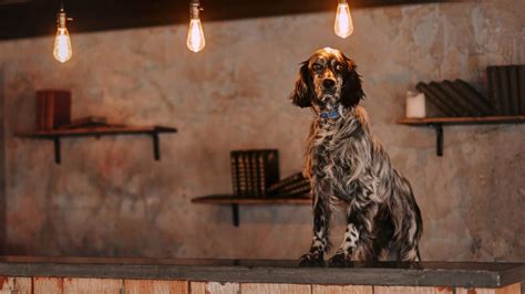 10 Things Only Devoted English Setter Lovers Know