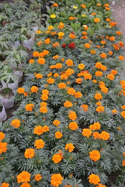 Premium Photo Marigold Flower