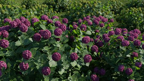 Hydrangea Macrophylla Plants Flyingarchitecture