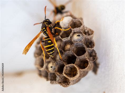 Vespiary Hornet S Nest Wasp Nest With Wasps Sitting On It Wasps Polist The Nest Of A Family