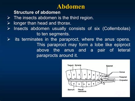 Lec 7 Body Segmentation Structure Of Thorax And Abdomen Ppt