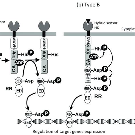 Schematic Representation Of The Two Types Of Tcss A In Type A The