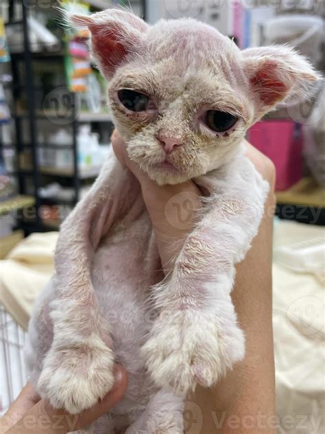 Bacterial Skin Infection Pyoderma Or Lichen On The Skin Of A Red Cat Cat With Skin Disease