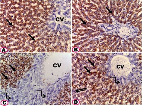 Photomicrographs For The Immunohistochemical Detection Of Hepatocyte