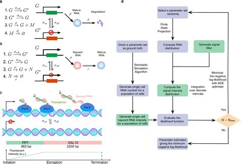 Quantifying How Post Transcriptional Noise And Gene Copy Number