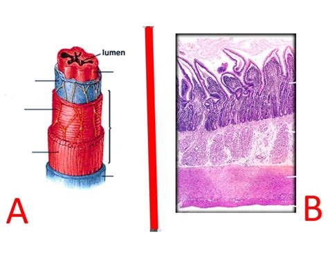 Digestive Tract Tissues Quiz