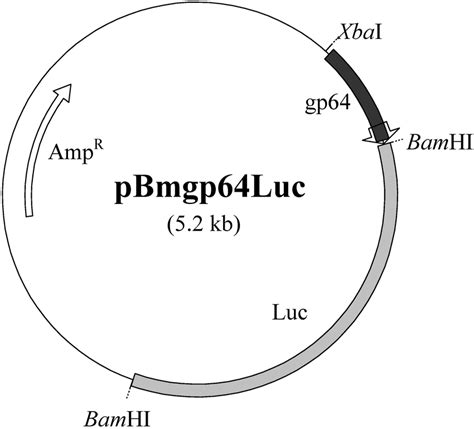 Diagrammatic Representation Of The Pbmgp64luc Construct Used In Download Scientific Diagram