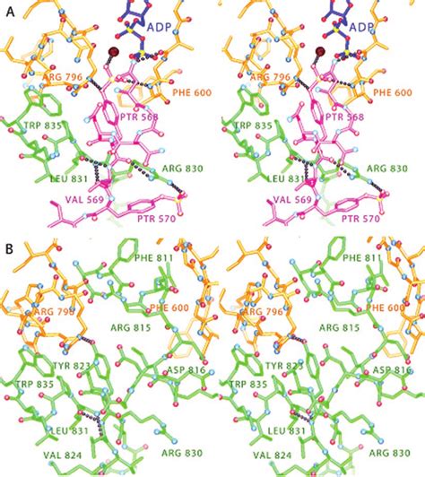 Substrate Binding And Pseudosubstrate Autoinhibition Of C Kit Kinase