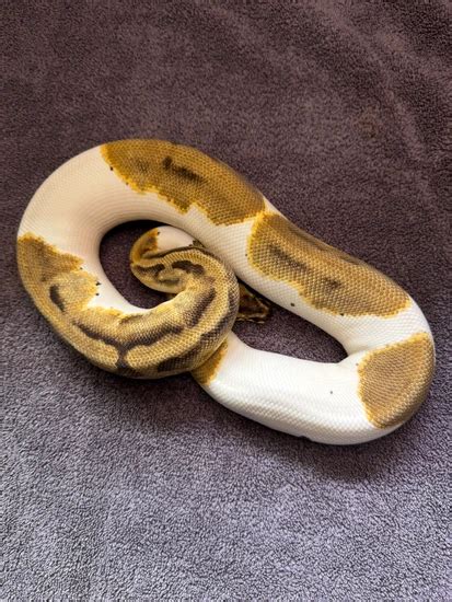 Leopard Enchi Piebald Ball Python By Xtreme Pythons