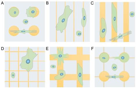 Illustration Of Six MP Types And Their Positional Relationships With Download Scientific