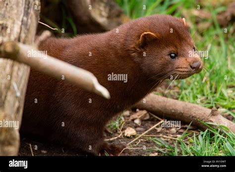 American Mink Neovison Vison Stock Photo Alamy