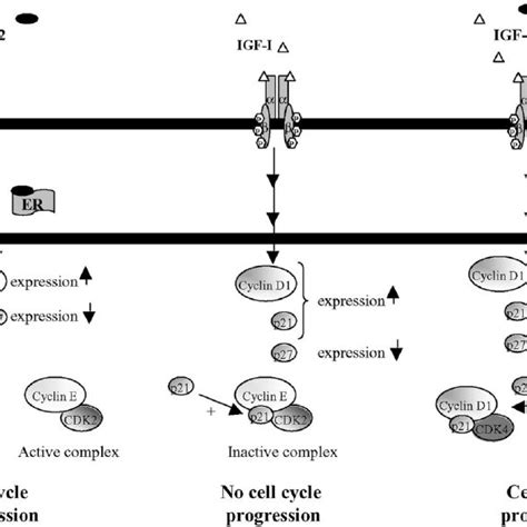 General Outline Of The Igf System And Its Downstream Effectors Igfbp