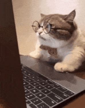 Cat Working  Cat Working Focused знаходьте анімації  і