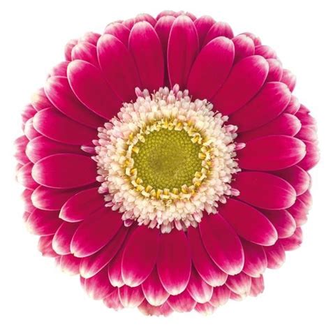 Germini Cassis Bunched Wholesale Dutch Flowers And Florist Supplies Uk