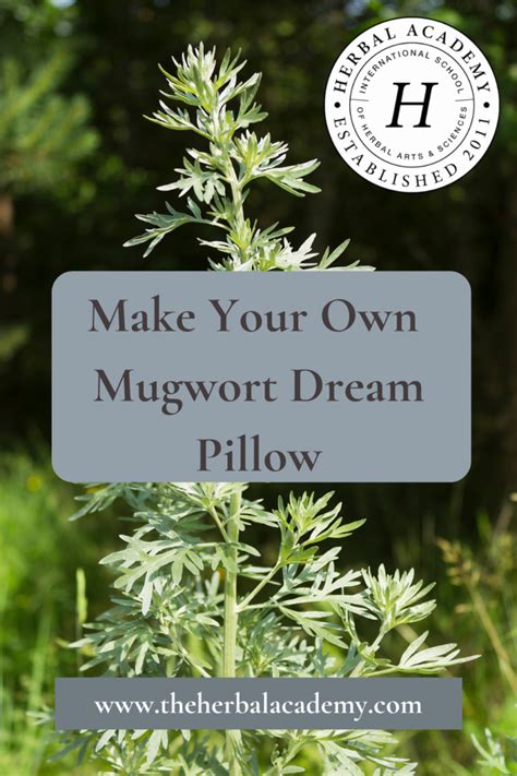 Mugwort Dream Pillow Herbal Academy