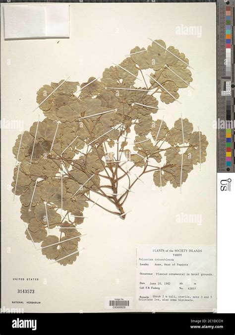 Polyscias Scutellaria Burm F Fosberg Polyscias Scutellaria Burm F