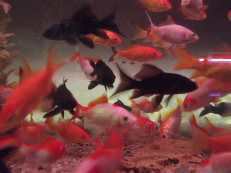 Езерни риби Езерни риби