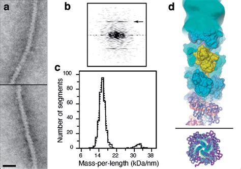 The Pulg His 6 Pseudopilus A Negatively Stained Pseudopili Imaged By Download Scientific