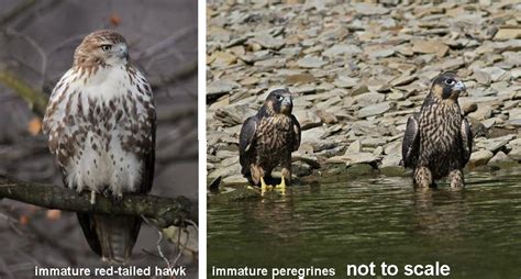 Peregrine Falcon Coopers Hawk Vs Red Tailed Hawk Pin By Dana Beatty