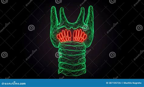 Detailed 3d Model Of The Human Thyroid Gland Anatomy Visualization Of Follicles And Structure