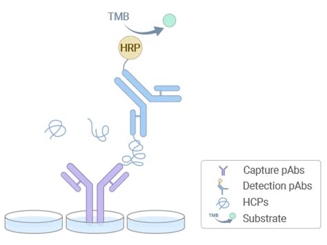 Boost Biopharma Safety With Hcp Detection Elisa Kits Cusabio Boost Biopharma Safety With Hcp Detection Elisa Kits Cusabio