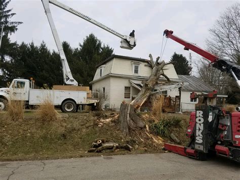 Tree Services In Mansfield OH Specialty Tree Bucket Service