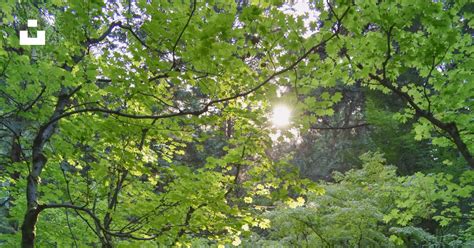 회색 콘크리트 통로 근처의 푸른 나무 사진 Unsplash의 무료 또는 이미지