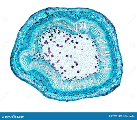 Plant Cells Under A Microscope Stock Illustration Illustration Of