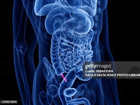 656 Appendix High Res Illustrations Getty Images