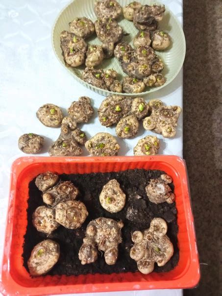 Продам луковицы Каллов имеются белые малиновые розовые цвета Цена от 200 руб за штуку