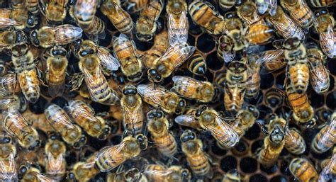 Mastering Hive Types A Comprehensive Guide Beekeeper Corner