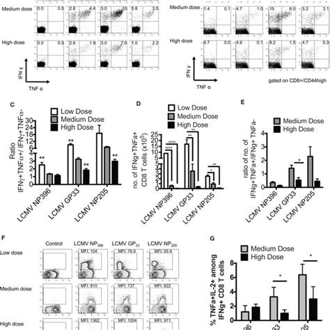increased pathology in the lung and liver during medium dose lcmv clone
