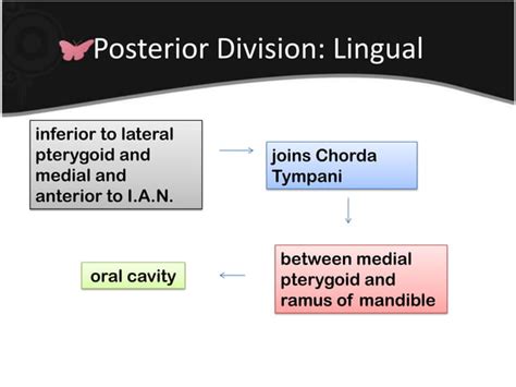 Infratemporal Fossa Nervous Structures Ppt