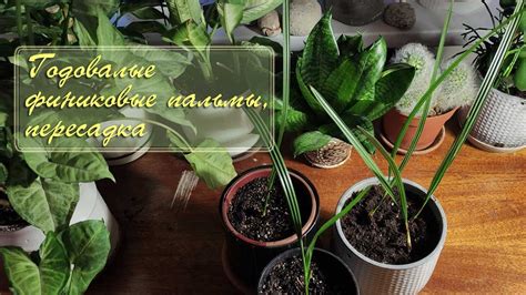 Пересадка годовалых финиковых пальм, выращенных из косточек / Цветы ...