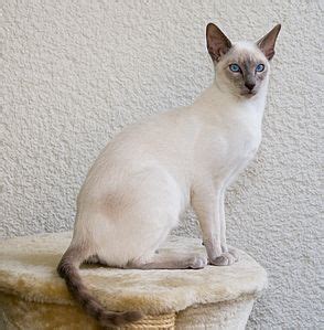 Cat Wikipedia
