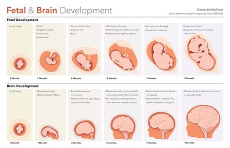 12 Best Prenatal Development Images On Pinterest Prenatal Development