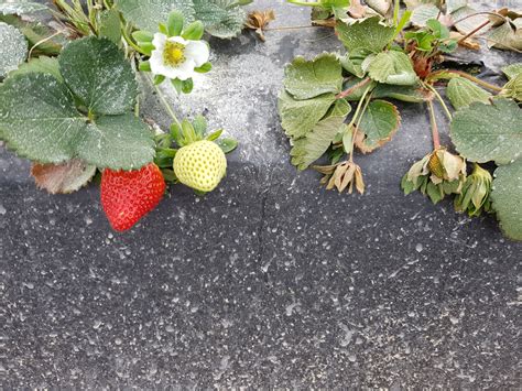 Strawberry Strawid Object Detection Dataset And Pre Trained Model By Strawberry Detection