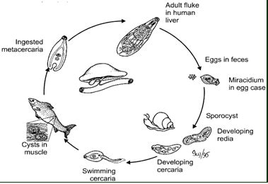 Simple Worms Microscopes Observations