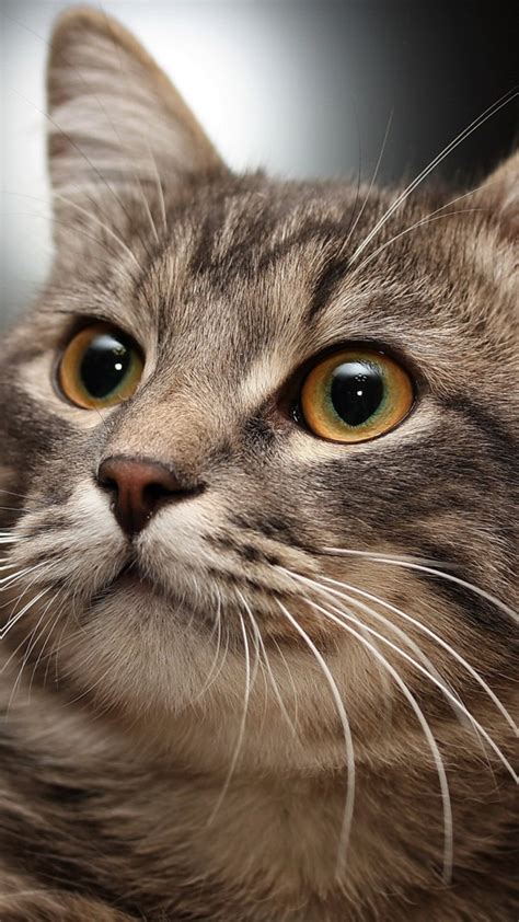 Обои с котиками на телефон Пикабу