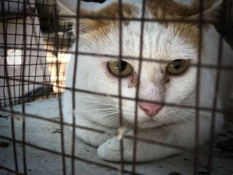 What Are The Signs Of Rabies In Cats