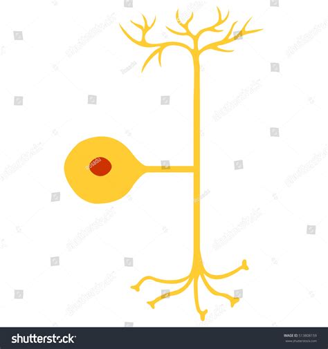 Pseudounipolar Neuron Nerve Cell Neuron Isolated Stock Illustration