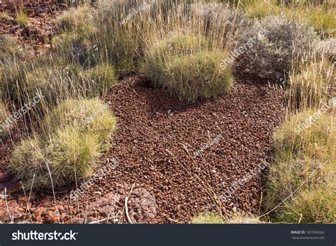 Pebble Mouse Mounds Western Australia Stock Photo Shutterstock