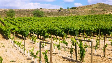 Plantation De Vignes Mode Demploi