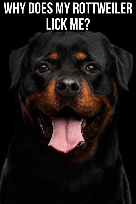 Why Does My Rottweiler Lick Me So Much
