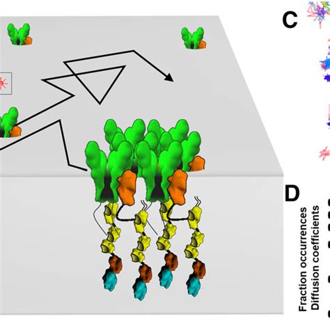 Single Molecule Tracking Of Ampars In The Plasma Membrane A Because