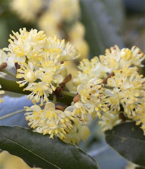 Laurel Flowers Detail Stock Image Image Of Tree Botany 185744451