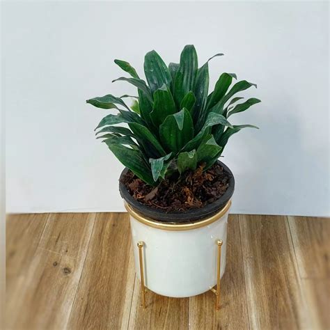 دراسنا آی گل