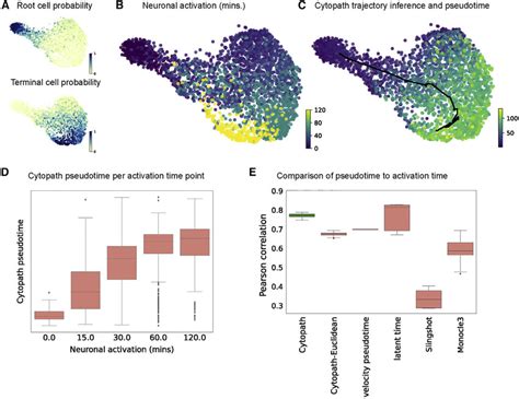 Reconstruction Of Arg Expression Trajectory In Mouse Cortical Neurons Download Scientific