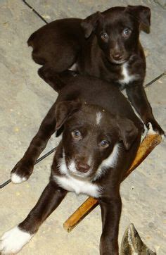 42 Mcnab Puppies Ideas Puppies Mcnab Dog Dogs