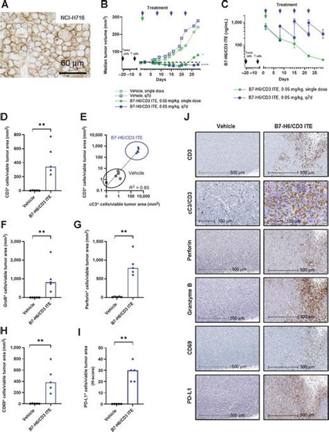 A Novel B7 H6targeted Igg Like T Cellengaging Antibody For The Treatment Of Gastrointestinal